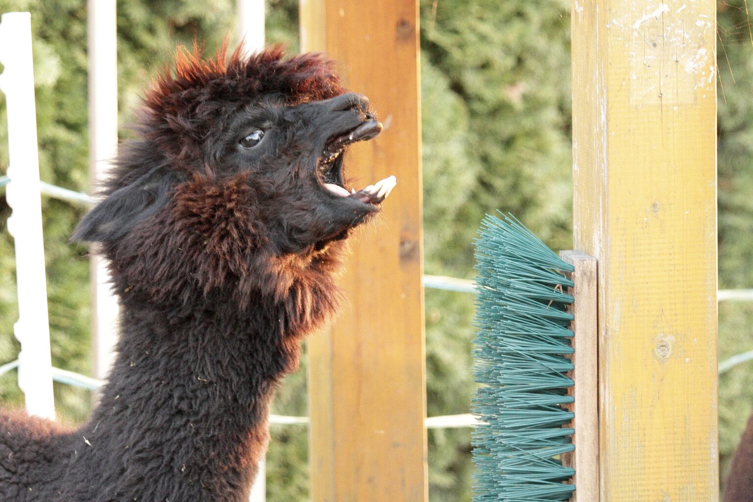 Update – Alpakawanderungen und Erlebnistage mit unseren Alpakas beliebt ...